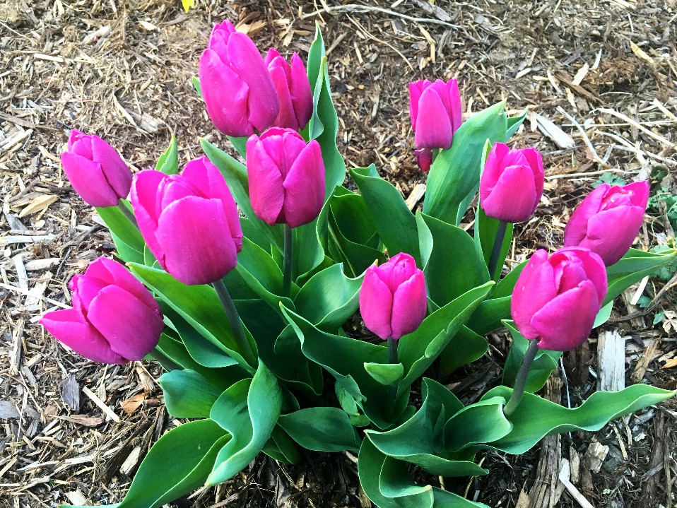 pink tulips - Chrysalis Herbs